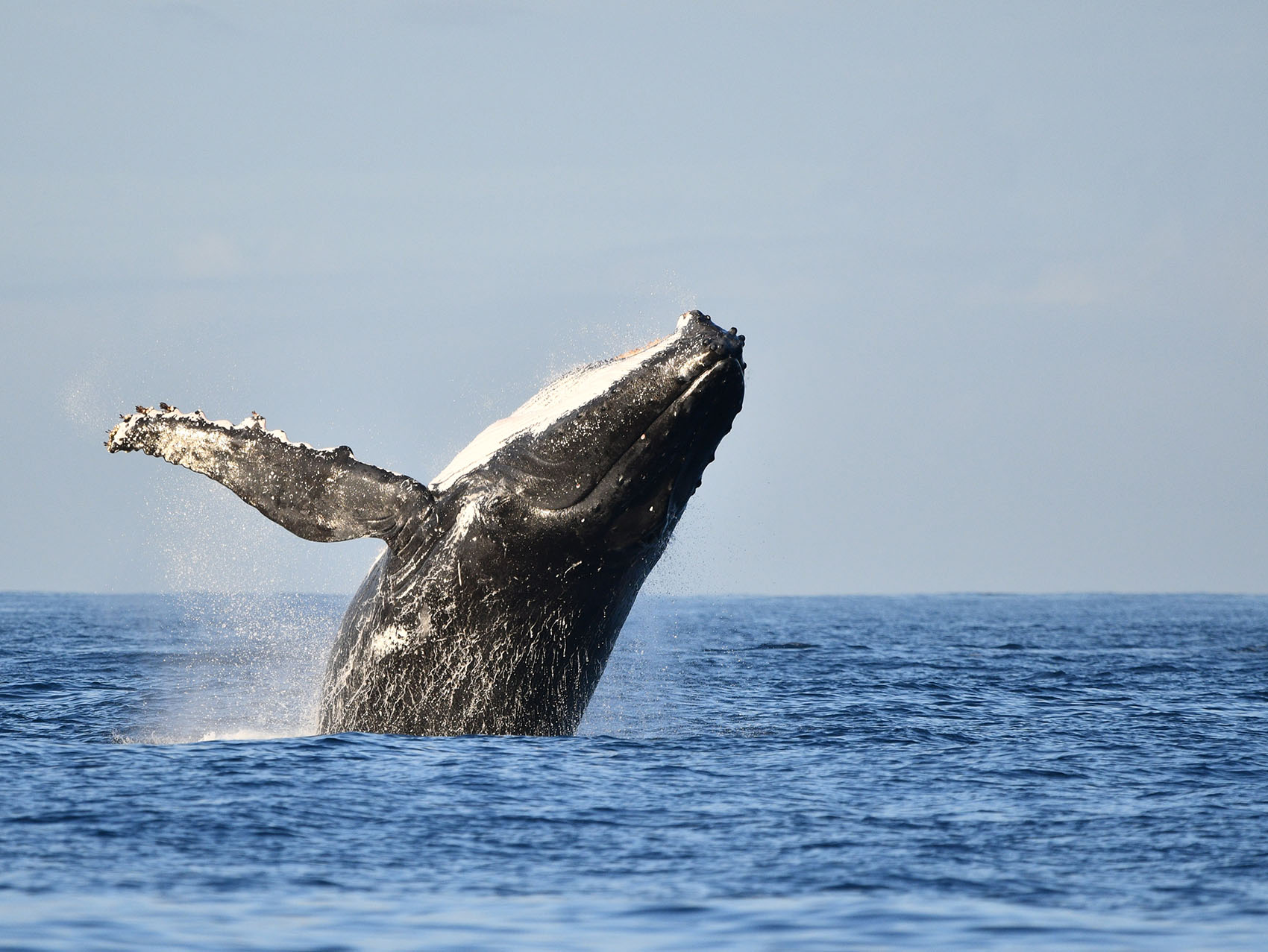 En immersion avec des baleines à bosse durant leurs migrations